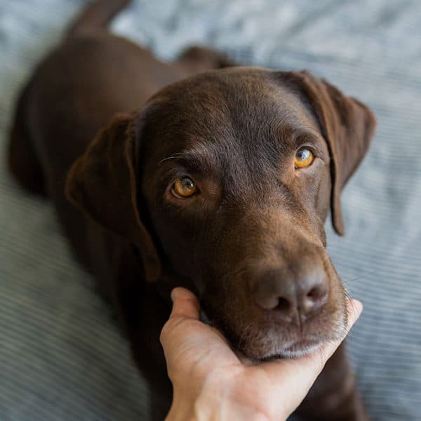 Gentle Touch